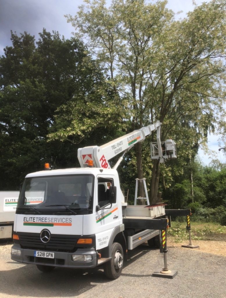 Case Study: Dangerous Birch Tree Removal | Elite Trees